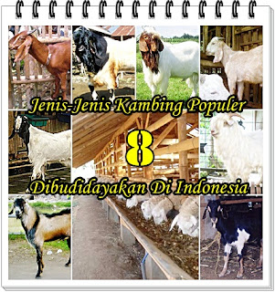 8 Jenis-Jenis Kambing Populer Dibudidayakan Di Indonesia ...