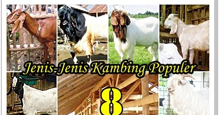 8 Jenis-Jenis Kambing Populer Dibudidayakan Di Indonesia. | SeputarPertanian.Com