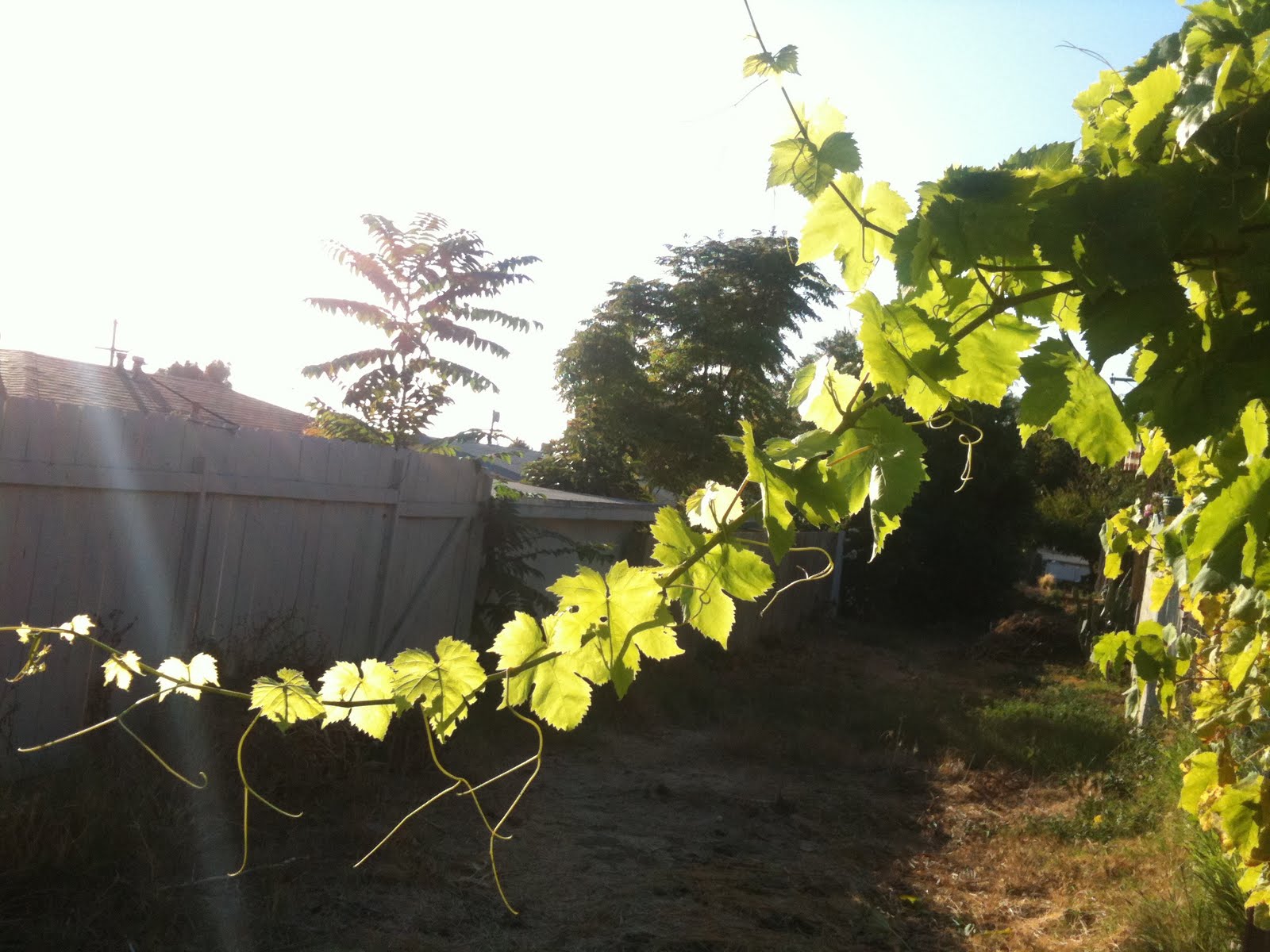 Grapevine reaching out for support