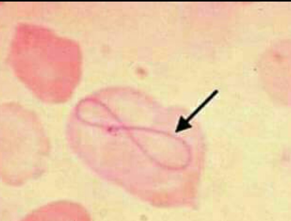 HISTOSLIDES: CELLS PART 1