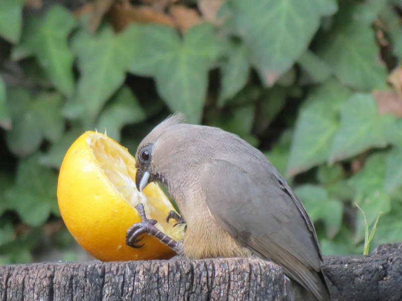 Kreatiewe Joernaal: muisvoël