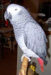 characteristics-and-types-of-birds: African Grey pictures ...