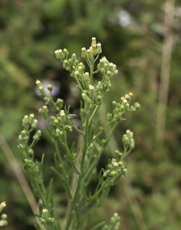 Paseos por la naturaleza: Coniza bonariensis Coniza