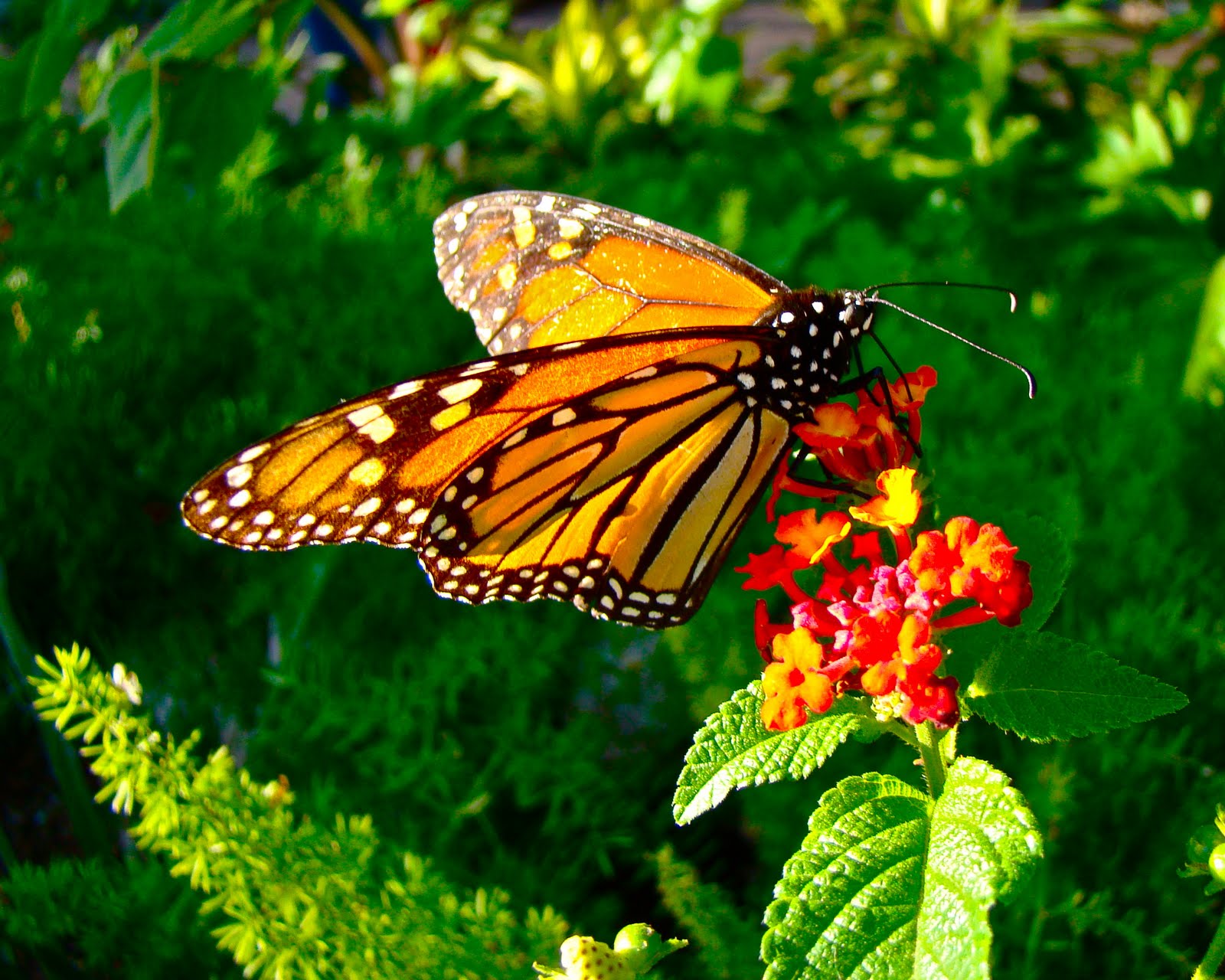 Scottsdale Daily Photo: Photo: Spring Butterfly
