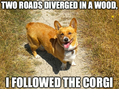 Top 8 Funny Corgi Memes that Make You Feeling Happy - Buzz pets