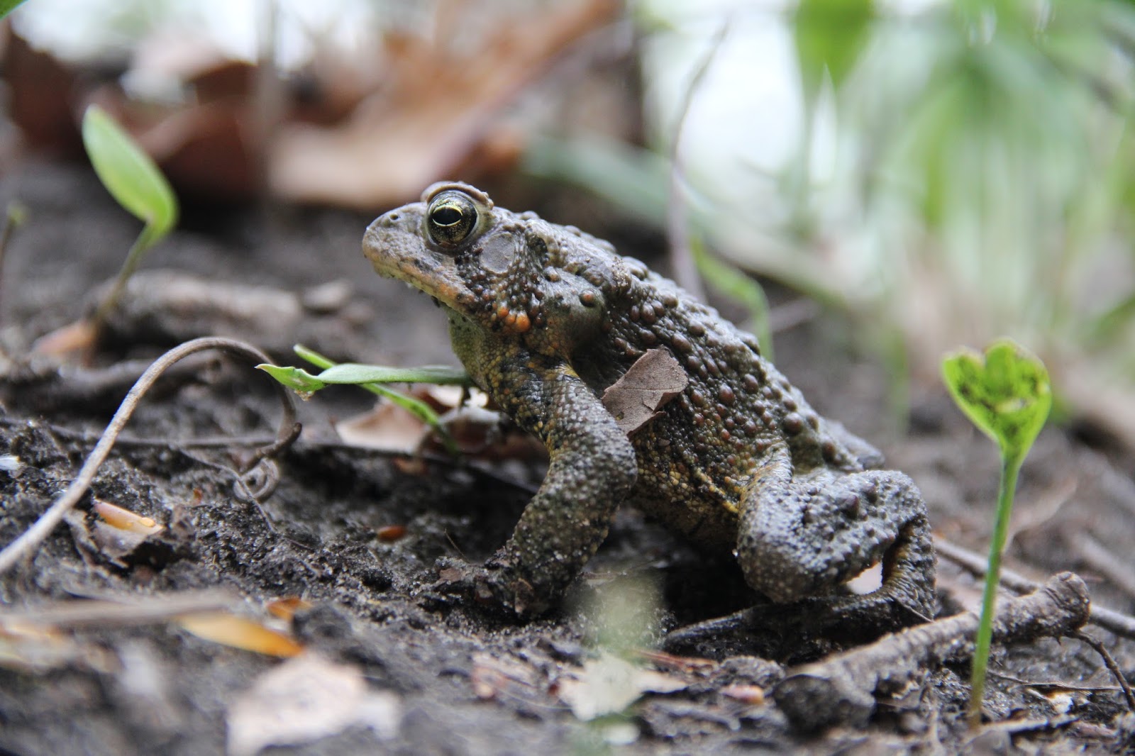 Isabella Conservation District Environmental Education Program: Native ...