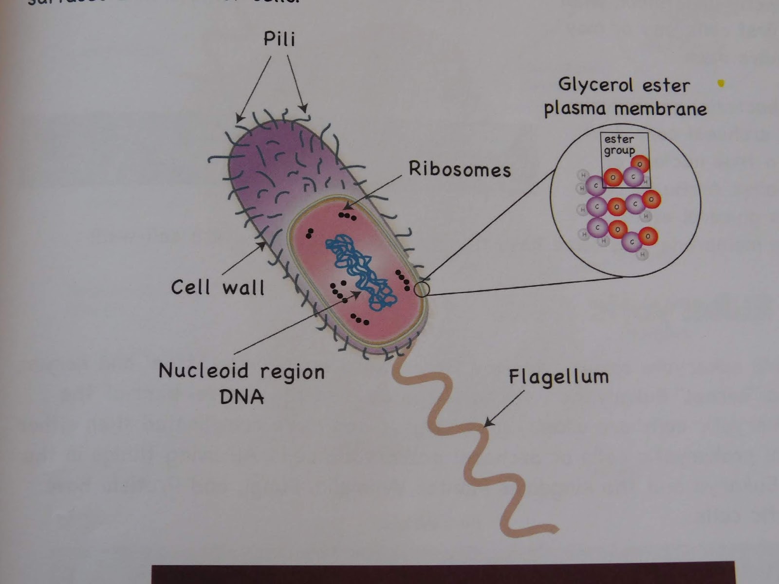 100 Days of Science #56-- Making Cell Models