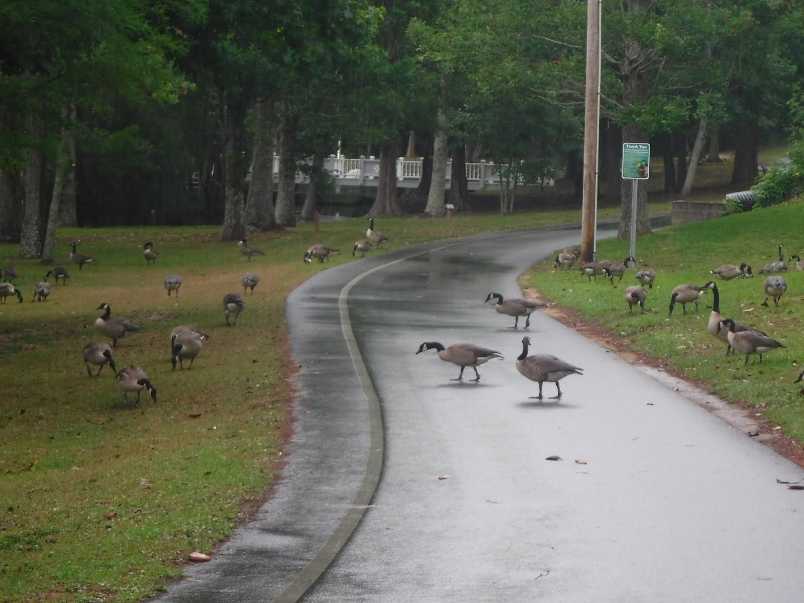 Canada Goose Poop Problem Returns On Schedule