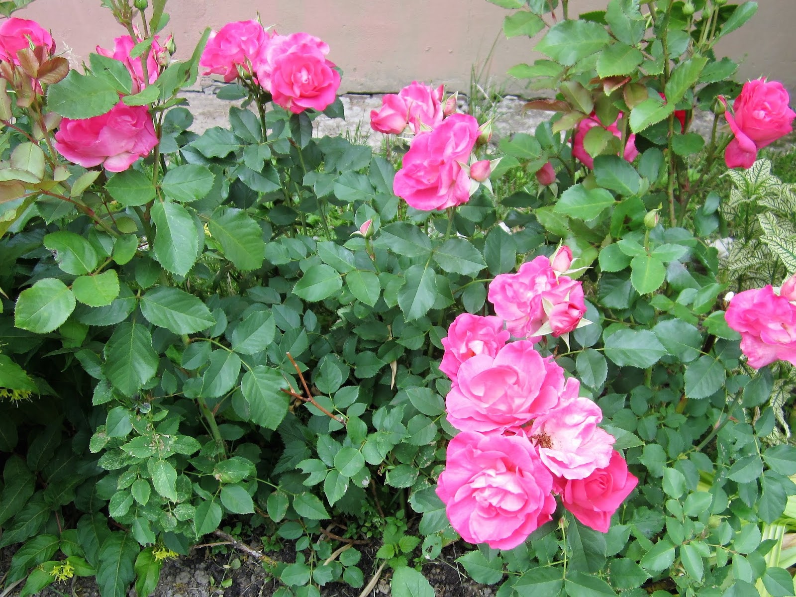 Manni tegemised: Roosid