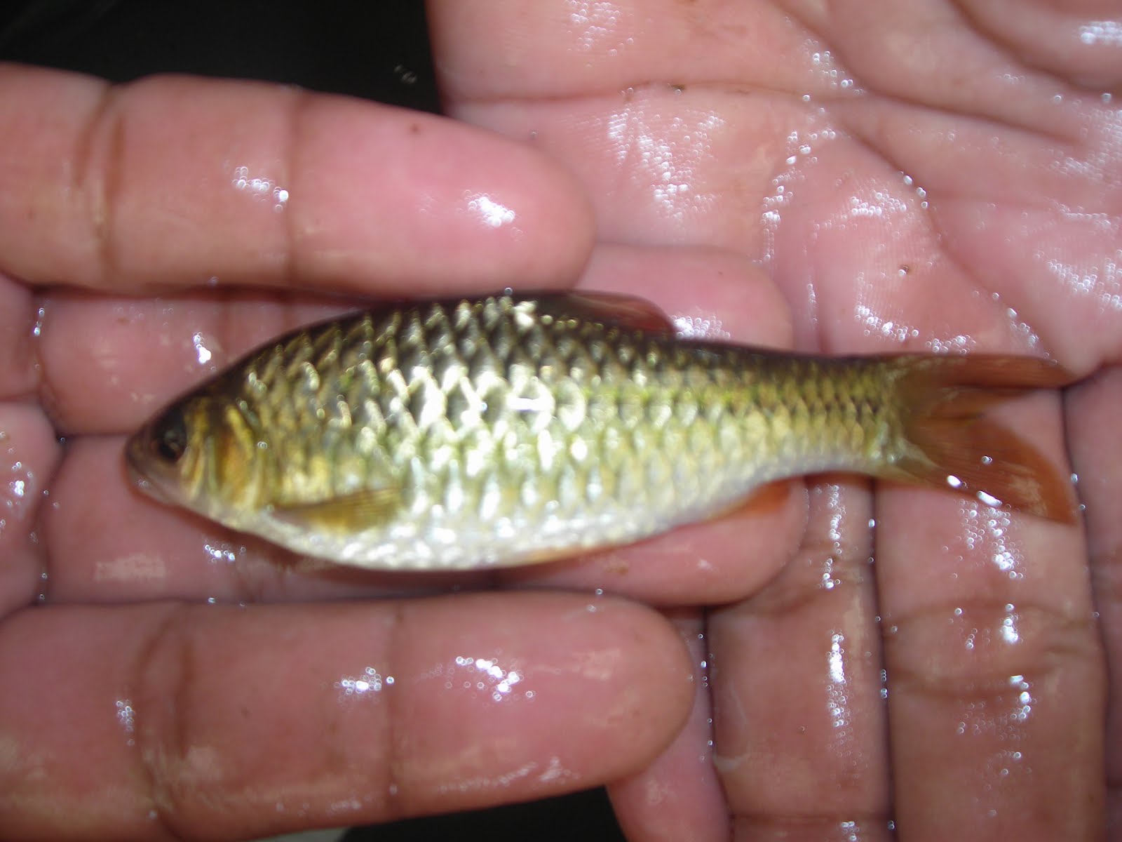 Teknik dan Cara Usaha Budidaya Ikan Wader | Blog TaniPedia