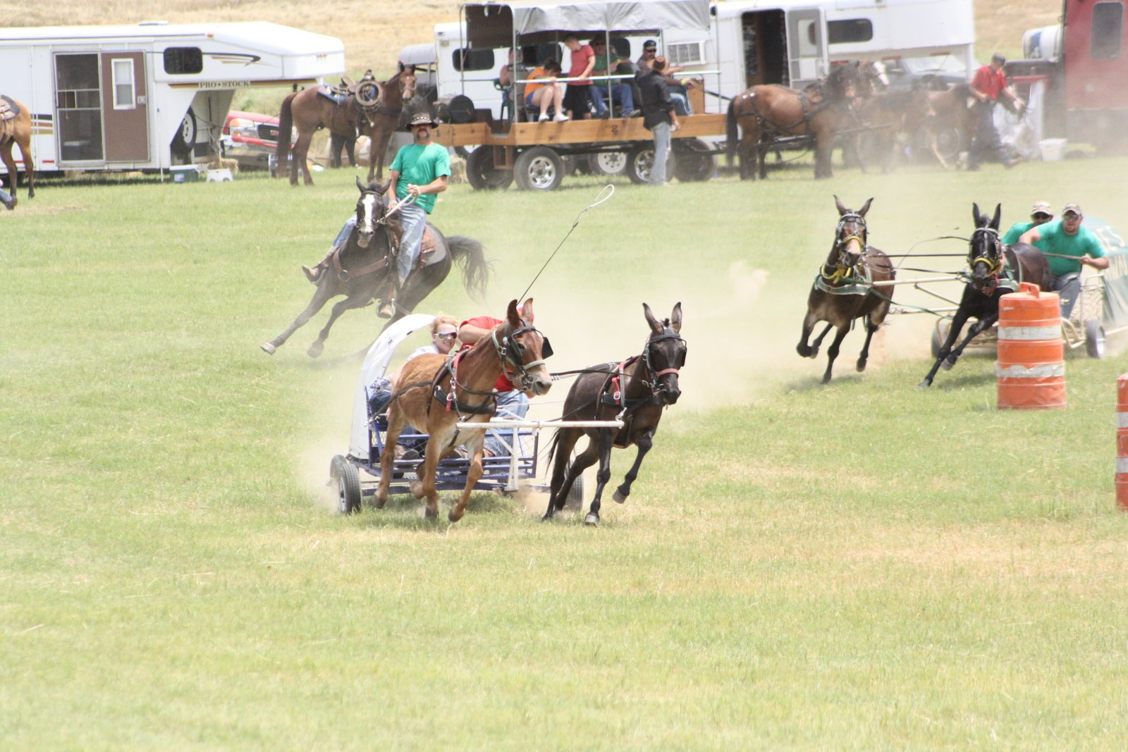 PairADice Mules: Rock Bottom Chuckwagon Races 2012