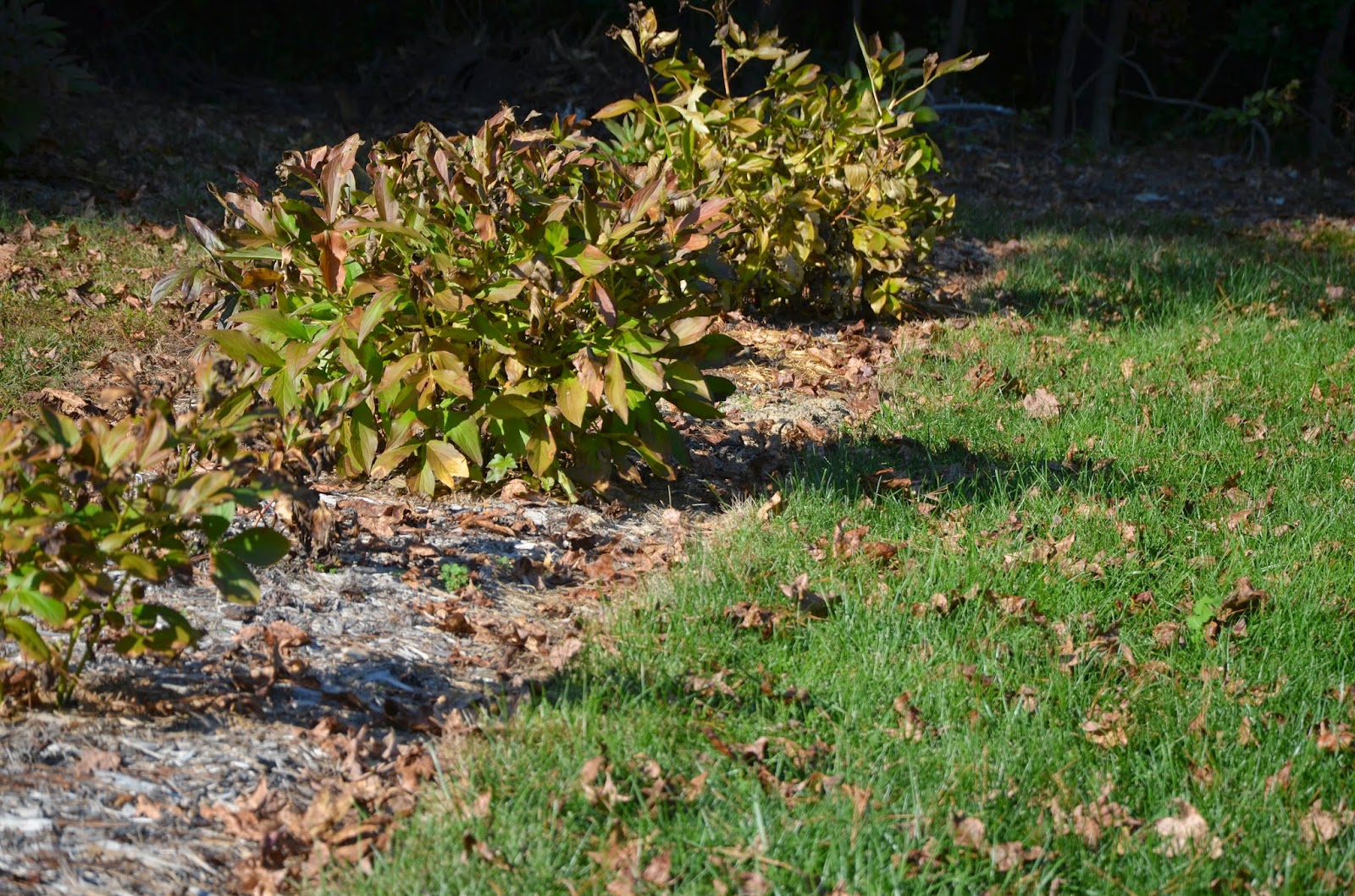 Southern Peony: 2014 Enjoy Fall Peony Foliage Colors