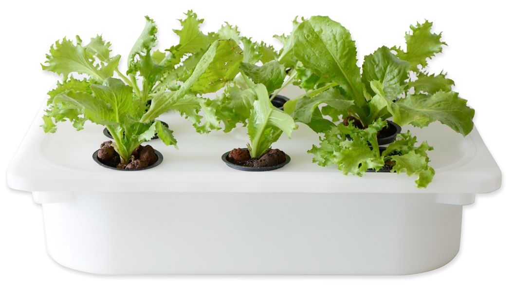 All about gardening: 5 Step-By-Step Instructions for Growing Baby ...