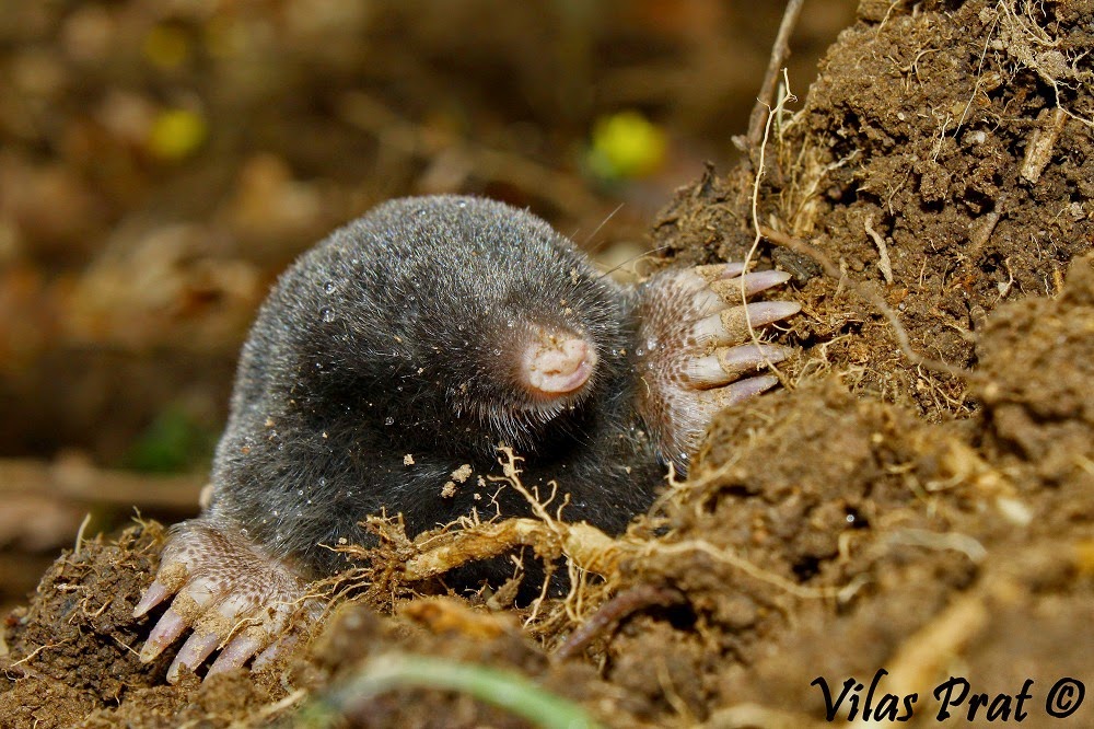 Cobijo Camijanes: Primavera en la Cantábrica