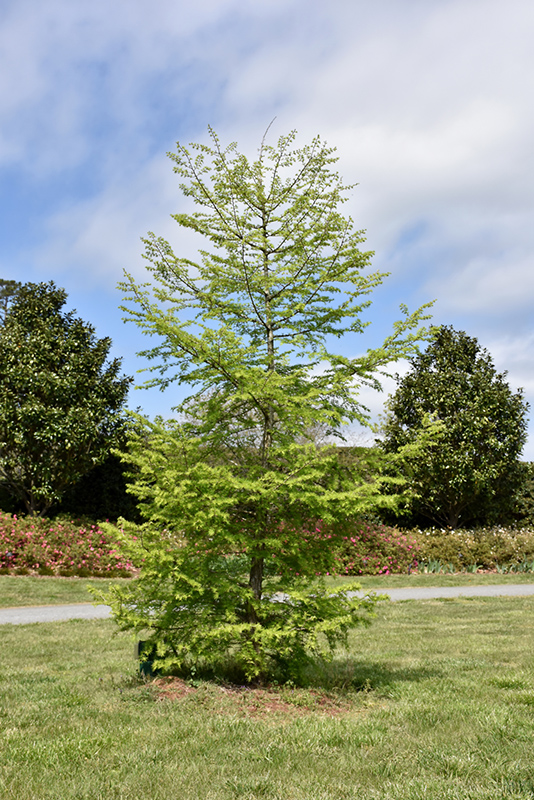 Pseudolarix amabilis - Golden larch care and cultivation | Travaldo's blog