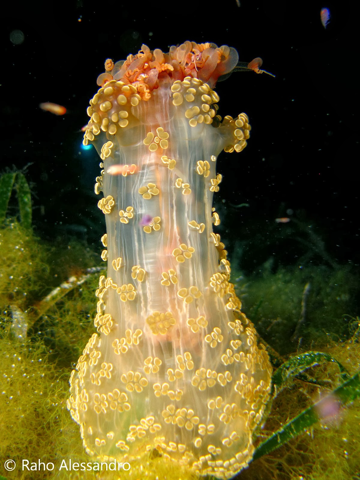 Necton e Plancton: Cnidari: Alicia Mirabilis