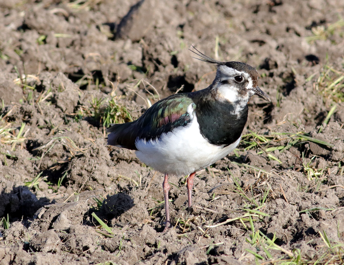 Another Bird Blog: Hot-Spot Cold-Spot