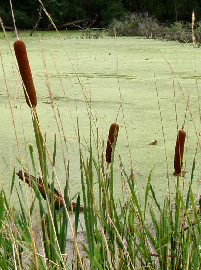 Each new day: Cattail hearts: the 'caviar of wild plants'