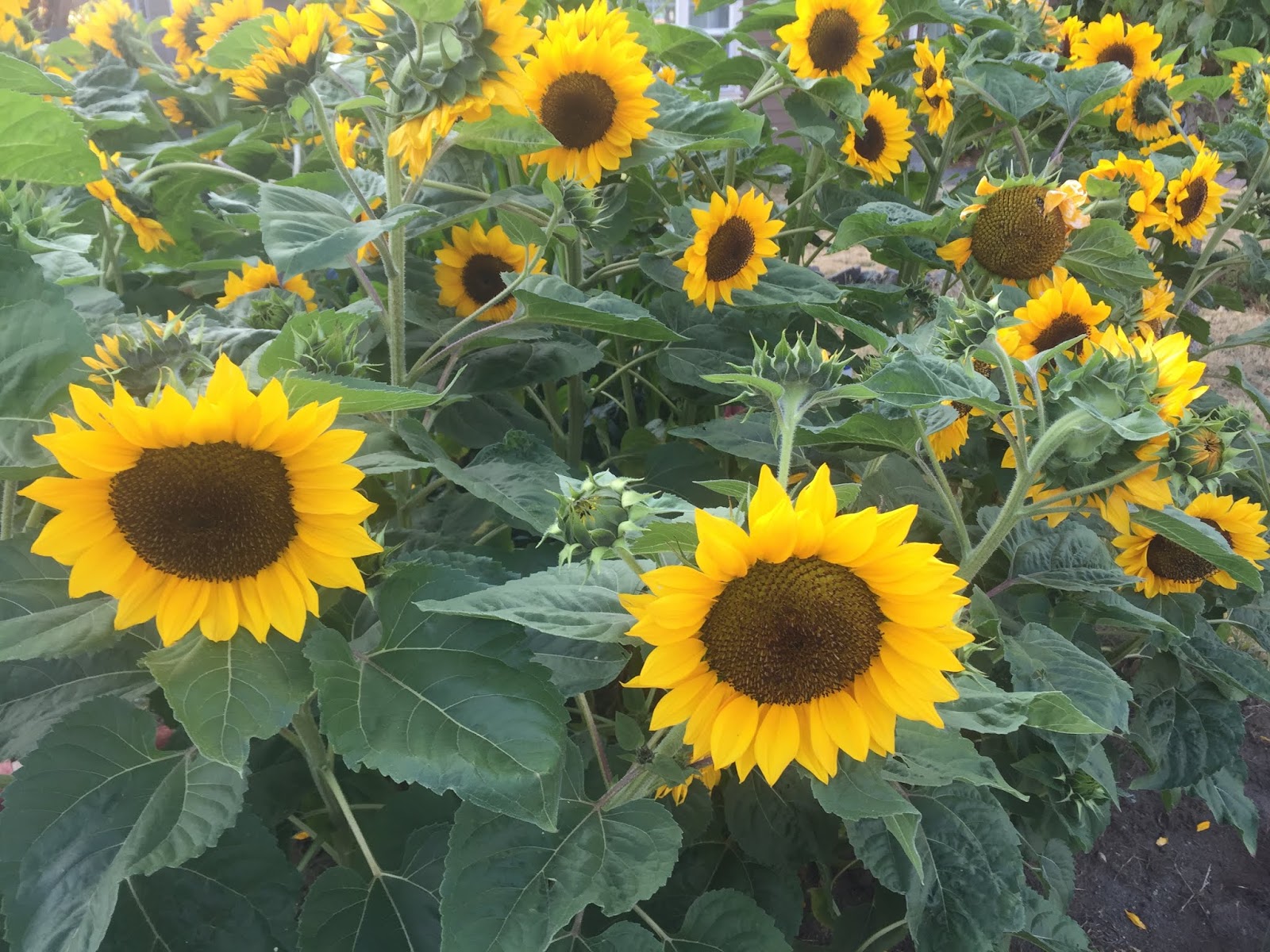 Shoreline Area News: Photo: Sunflower Sunday