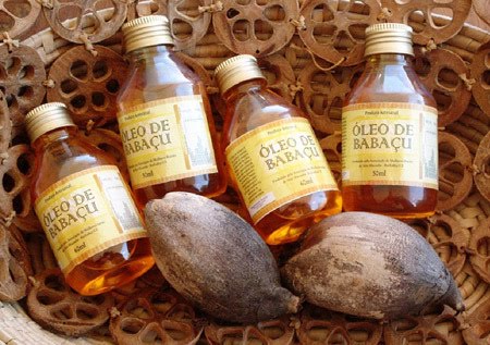 COCO BABAÇU DO TOCANTINS BONIFÁCIO É CONTRA AS QUEBRADEIRAS DE COCO DO ...