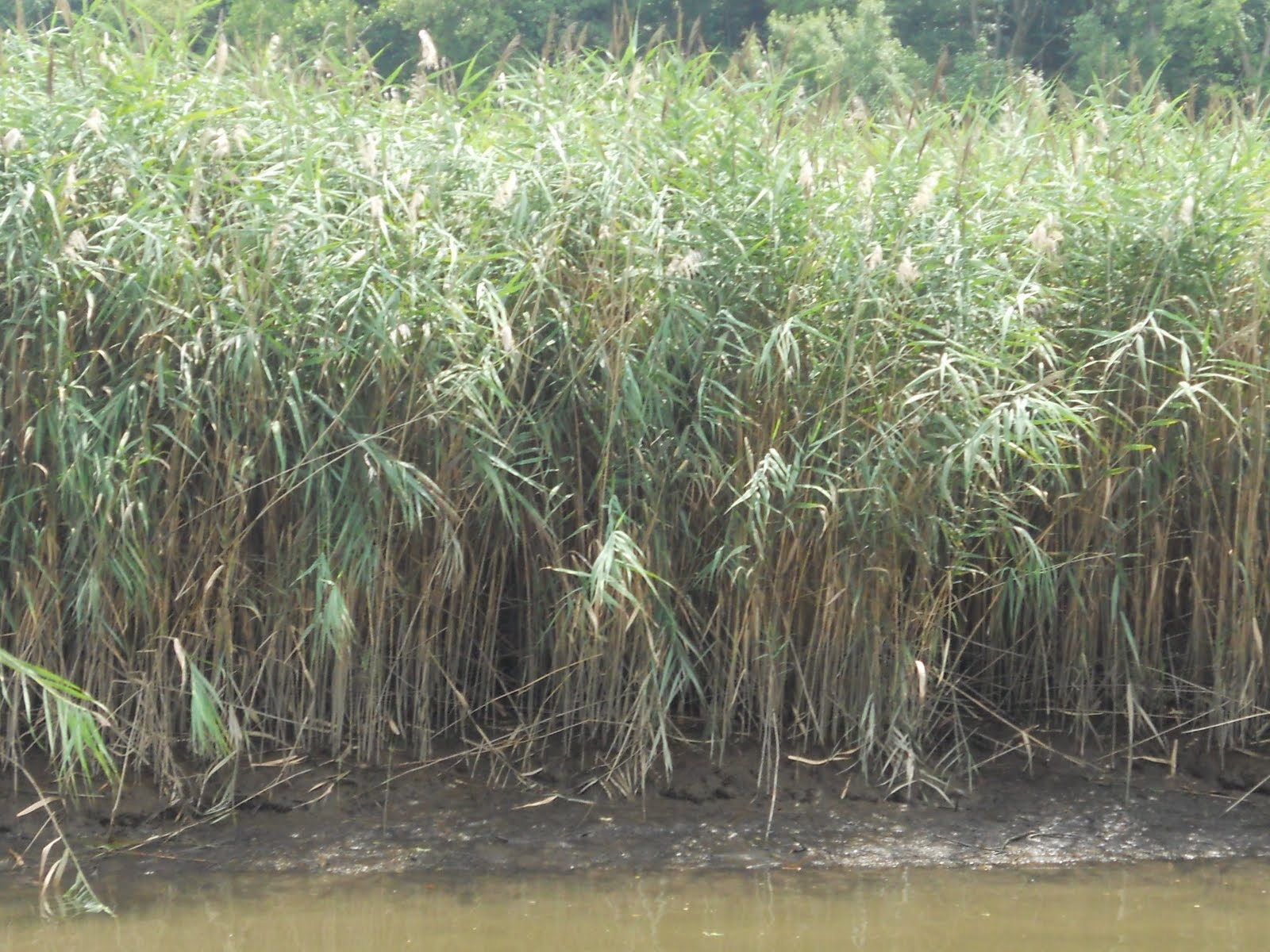 A Boat Against the Current: Photo of the Day: The Bulrushes of Piermont