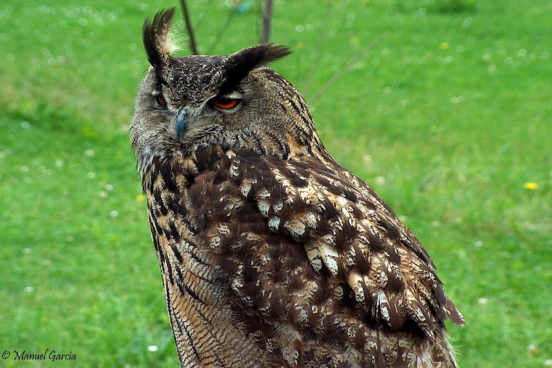 Imagenes de mi entorno: Buho en el parque de la naturaleza de Cabarceno