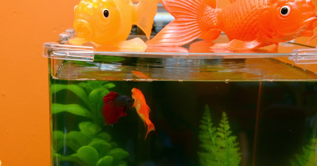 Small Animal Talk: Fish welfare