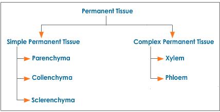 Classification Of Permanent Tissue Simple And Complex Tissue