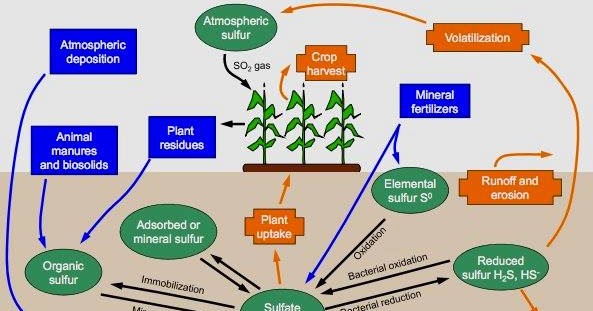 amudu: Sulfur cycle