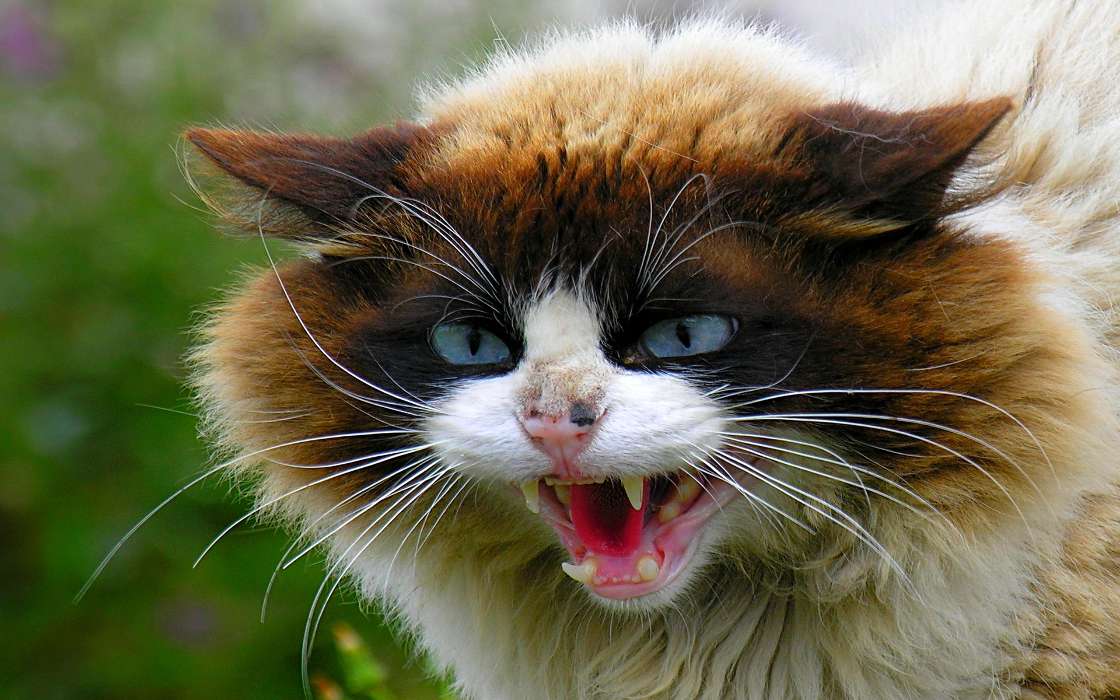arti-istilah-kucing-garong-pembahasan-lengkap-dunia-kucing