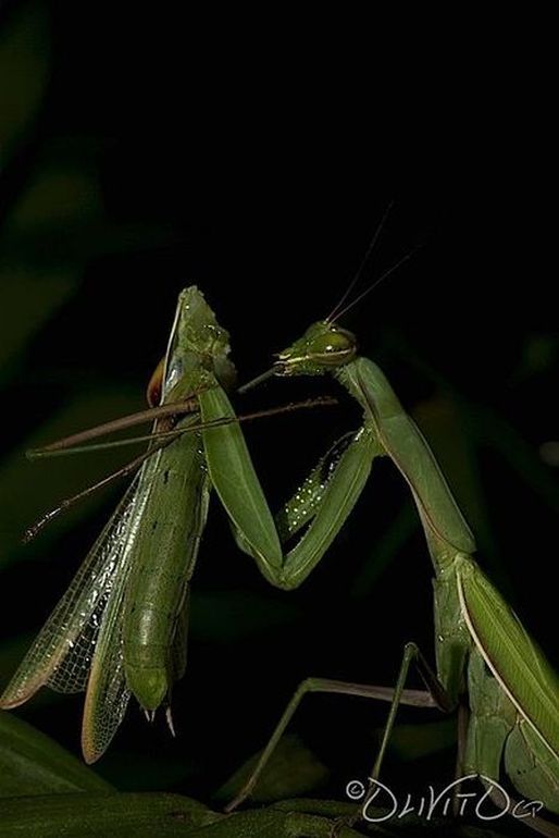 Excellentcoolpics: The Female Praying Mantis After Mating
