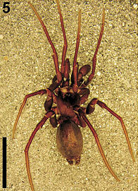 Variety of Life: Mygalomorphae