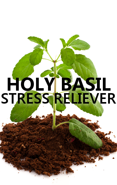 Healthy Intuitions: The Health Benefits of HOLY BASIL