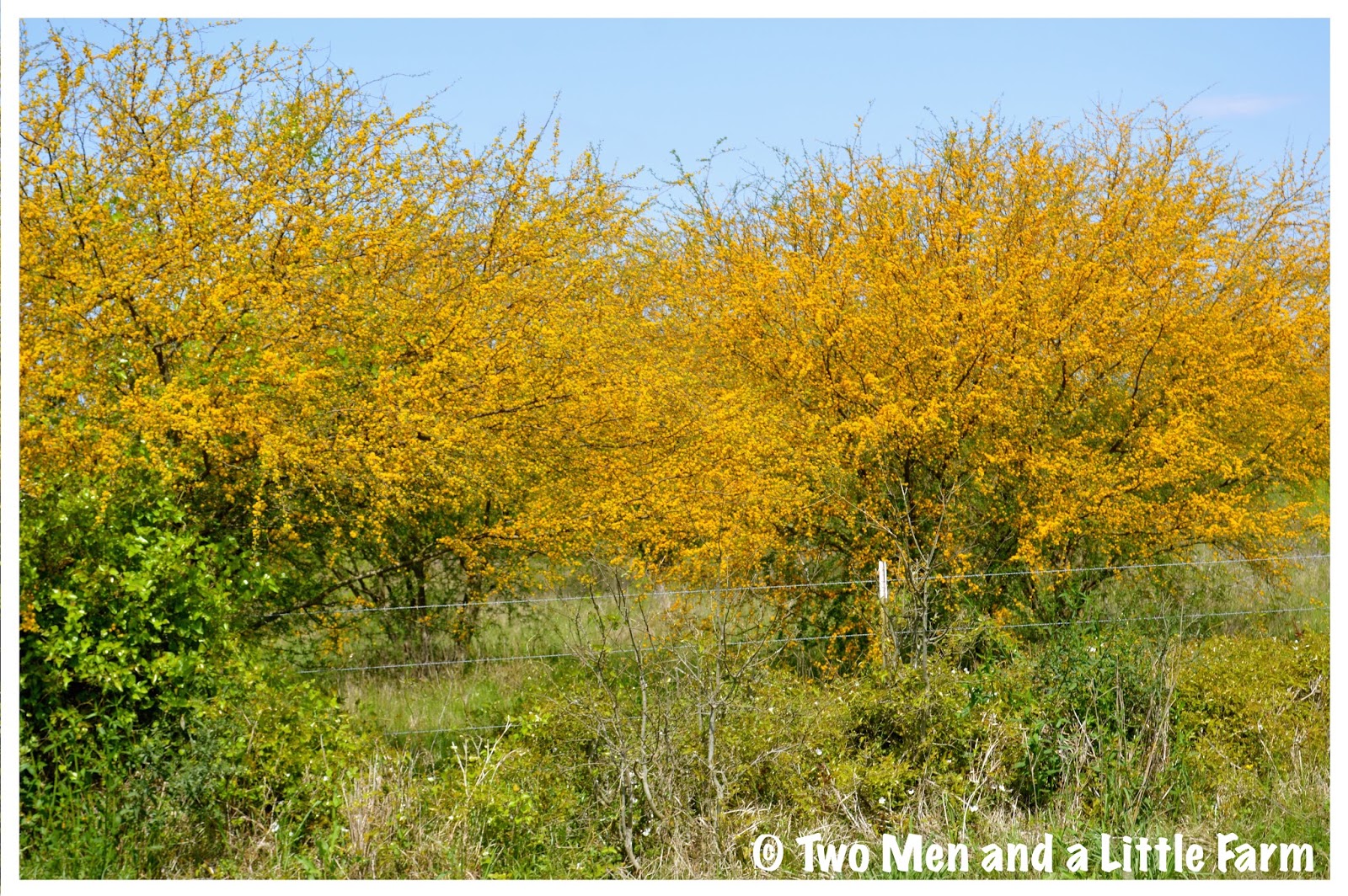 Two Men and a Little Farm: HUISACHE TREES ARE IN BLOOM