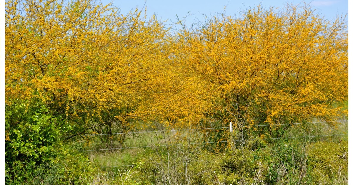 Two Men and a Little Farm: HUISACHE TREES ARE IN BLOOM