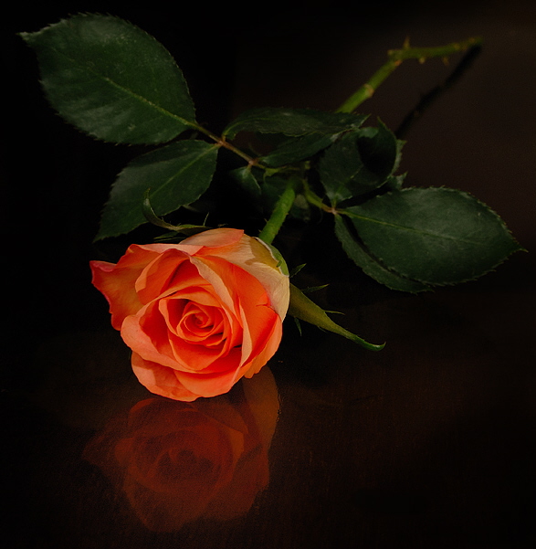 Piruja: La Rosa mas bella del Mundo ( Leyenda )