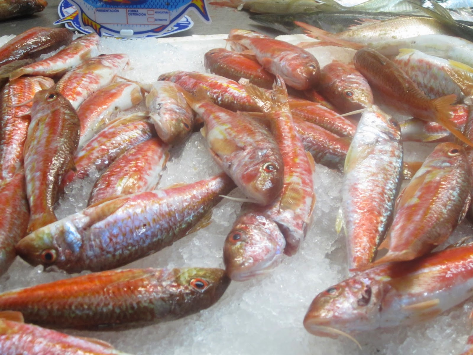 El rincón de Mundín: EL SALMONETE: CARACTERÍSTICAS