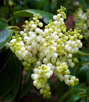 Urban Landscape, Native Landscape: Madrona in Seward Park