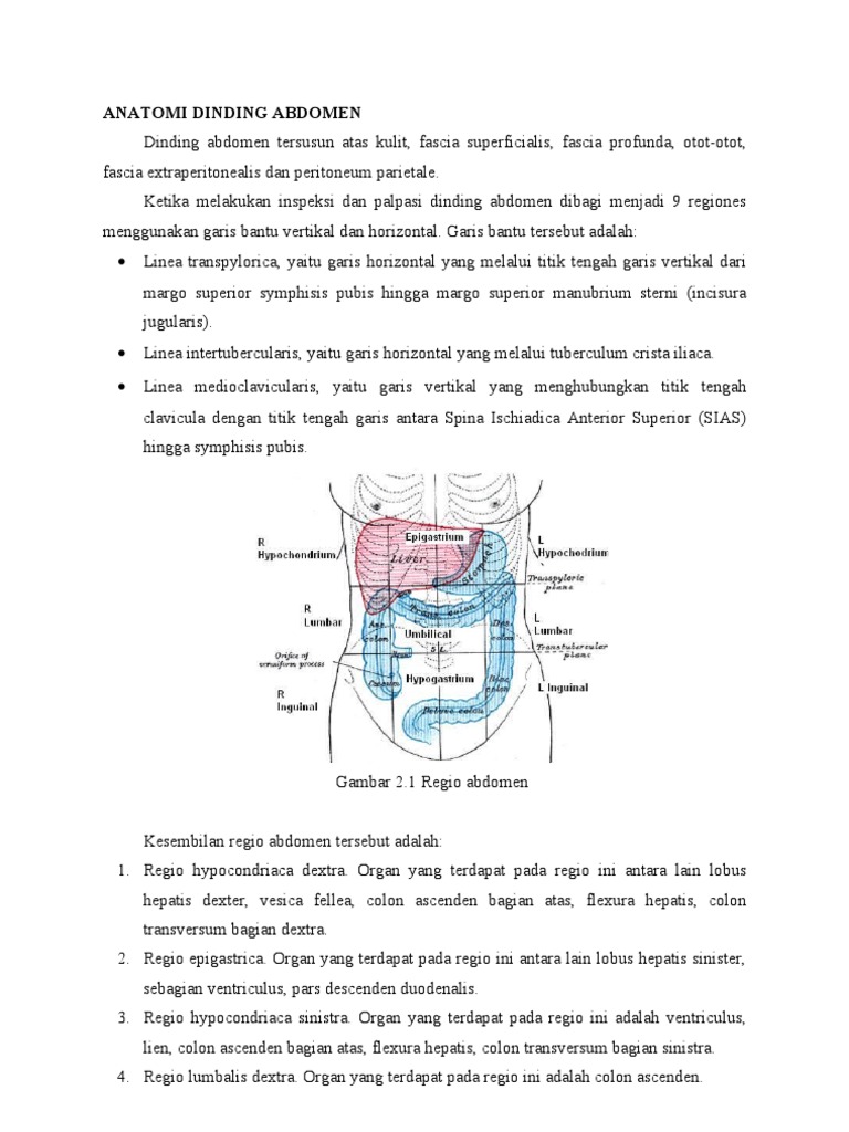 regio abdomen - wood scribd indo
