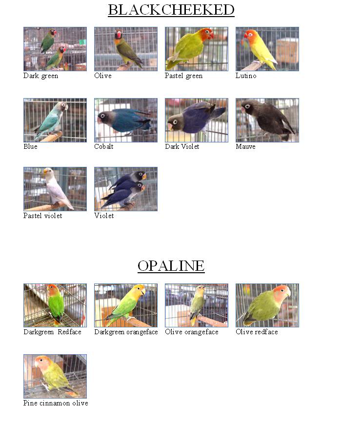 pecintaParbeng: JENIS-JENIS LOVEBIRD
