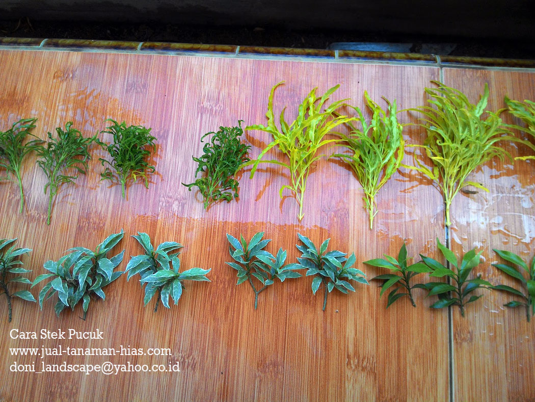 Jual Brokoli Kuning | Khalifah Kuning | Tanaman Hias | Budidaya Dengan ...