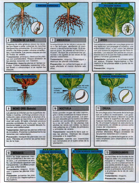 La Lechuga: Todo lo que necesitas saber | Jon´s Life