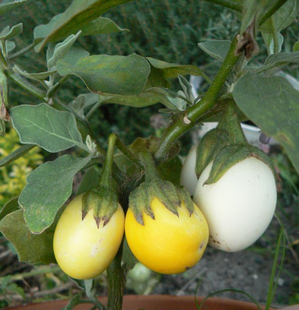 Hizi ndizo Faida ya nyanya chungu mwilini | http://www.e-sokoni.co.tz/