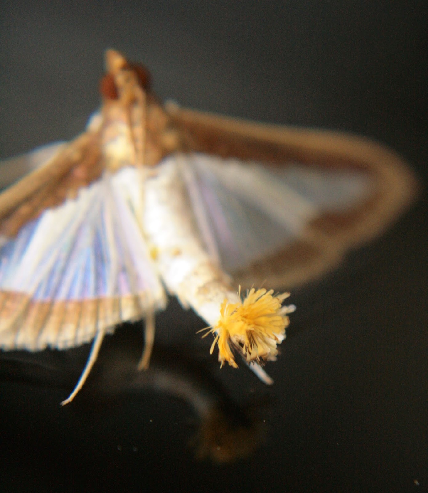 Philippines Cucumber Moth (Diaphania indica) - Public Communication