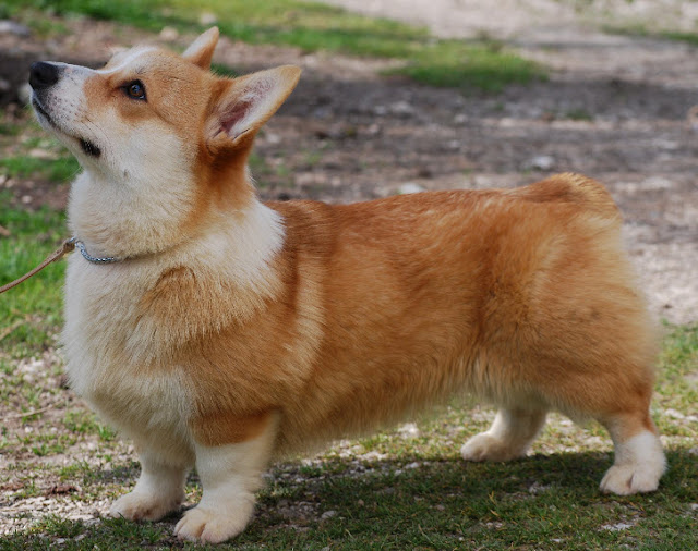 Welsh Corgi | The Life of Animals