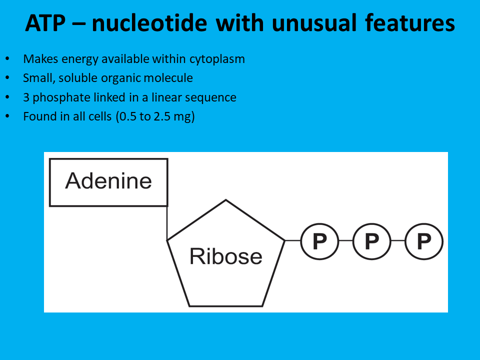 Grade 12: SEMESTER 2 - Chapter 1 - NUCLEIC ACIDS & PROTEIN SYNTHESIS