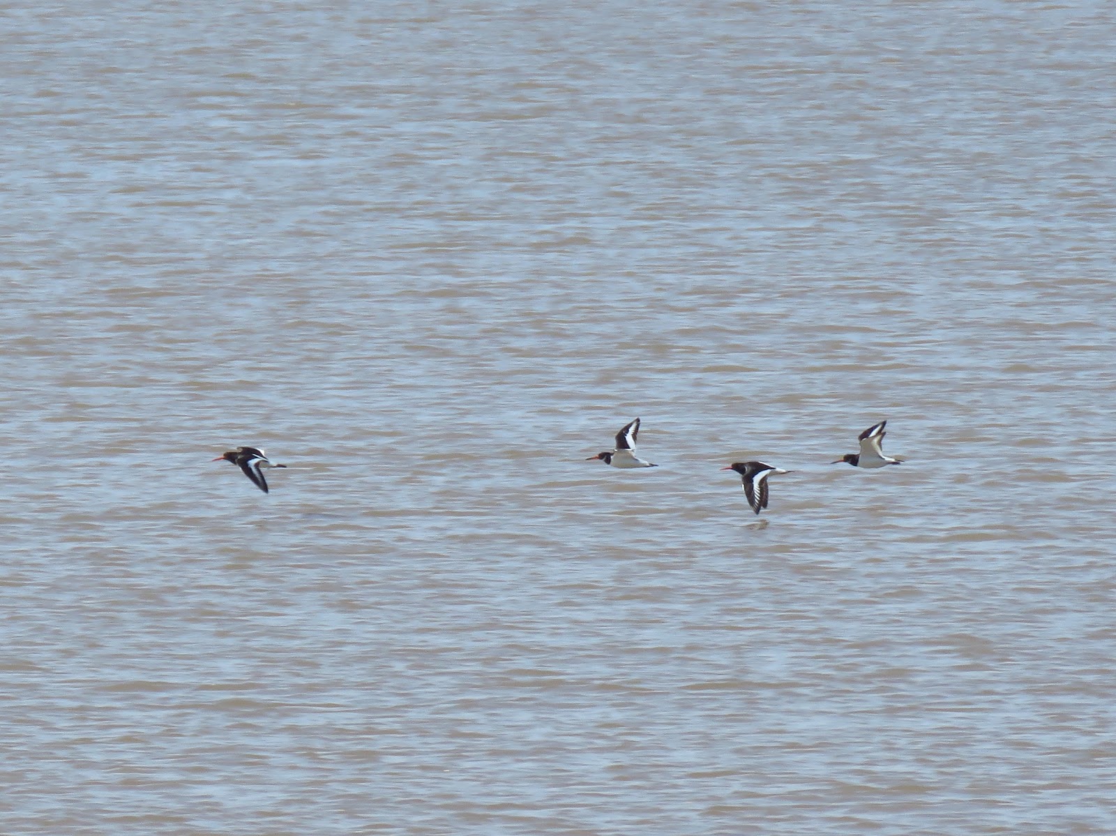 Wild at Hull: Walking the Humber. Stage 14. Skeffling Clough to Kilnsea
