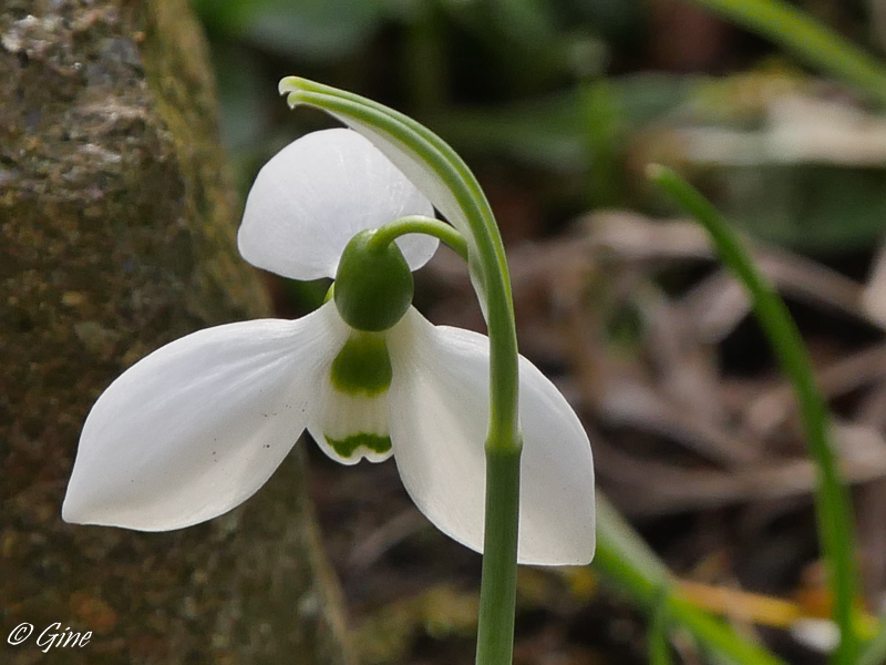 Au jardin de Gine: Fleurs de janvier