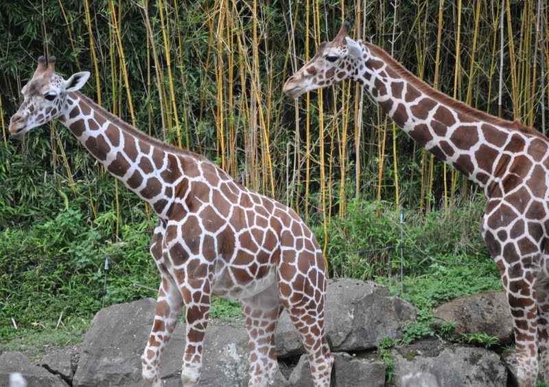 ZOOTOGRAFIANDO (6.100 ANIMALS): JIRAFA / GIRAFFE (Giraffa camelopardalis)