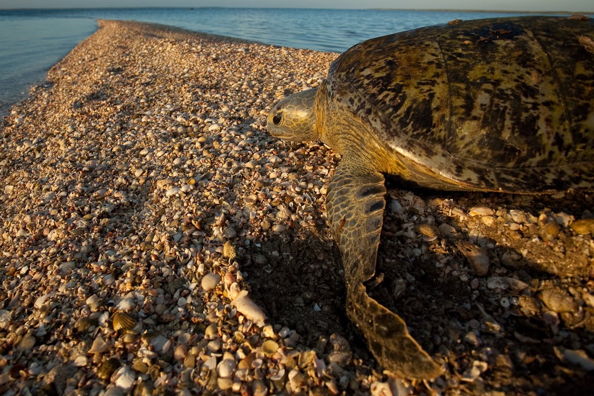 WILDBlog: People Helping Turtles, Turtles Helping People